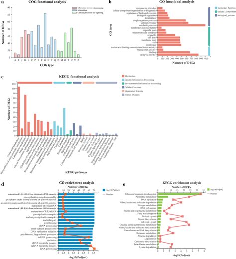 Functional Annotation A B And C And Enrichment Analysis D And E Of Download Scientific