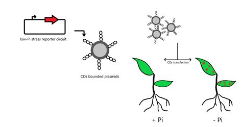 Plant Sz Shd Igem 2023