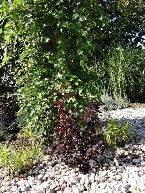 Physocarpus Opulifolius Jonight Midnight Pbr Breederplants