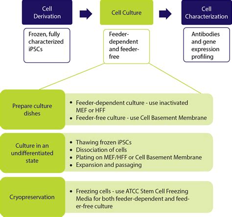 Cell Culture Techniques Protocol At Felipe Heidt Blog