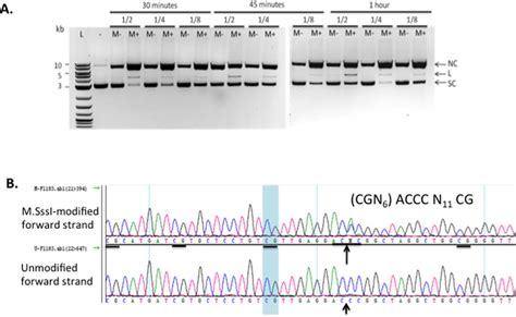 Nicking Activity Assay For 2xmbd2 Nde59a Fusion Enzyme For Methylated Download Scientific