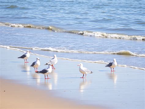 Seagulls Gathering At The Shoreline Enjoying A Sunny Beach Day