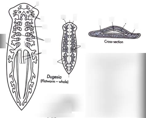Platyhelminthes Diagram Quizlet