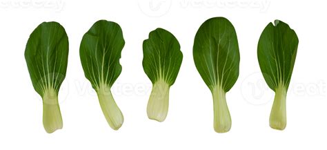 Set Of Chinese Mustard Leaf Isolated 26690819 Png
