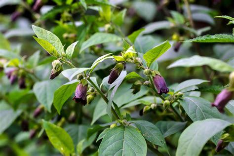 8 Things Gardeners Should Know About Belladonna In Georgia