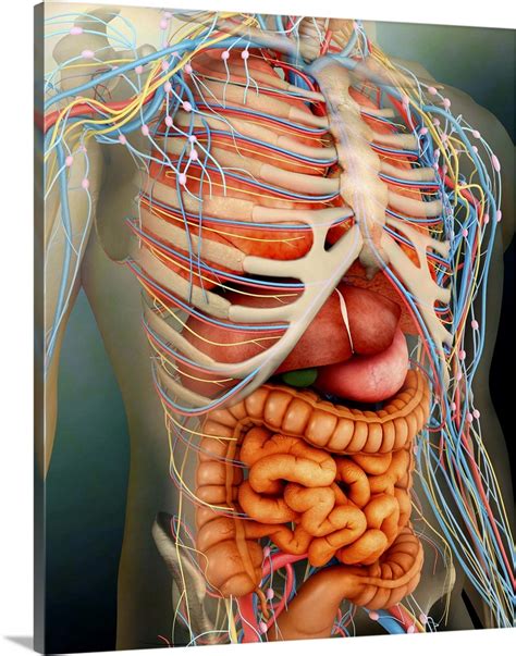 Perspective View Of Human Body Whole Organs And Bones Great Big Canvas