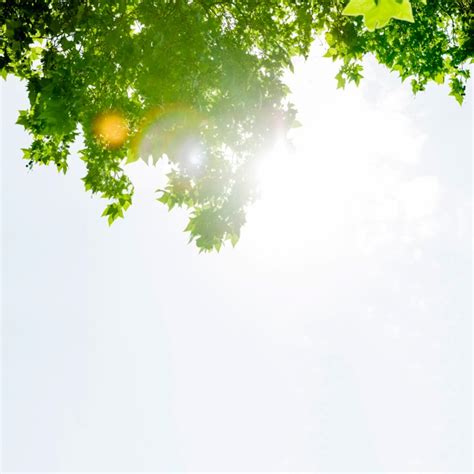 Maple Tree Vector At Getdrawings Free Download Maple Tree Vector At Getdrawings Free Download