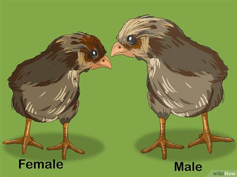 Formas De Determinar O Sexo De Um Frango Wikihow