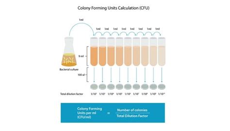 How To Quantify Bacterial Cultures From Cfu And Od To Counting