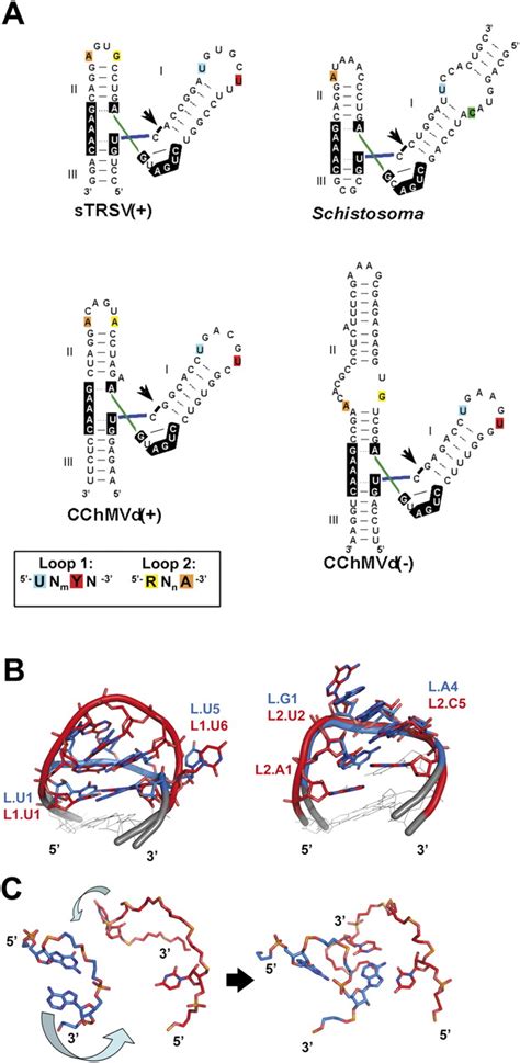 Three Way Rna Junctions With Remote Tertiary Contacts A Recurrent And Highly Versatile Fold