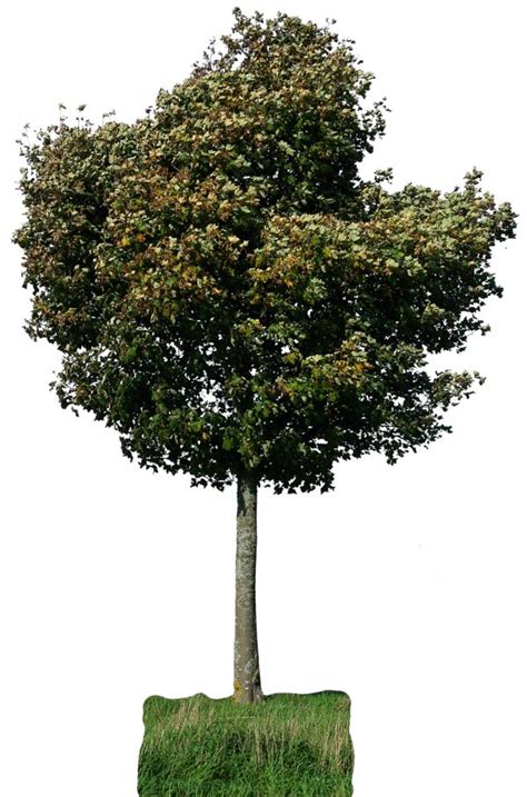 Tree 29 Png By Gd08 On DeviantART Arboles Photoshop
