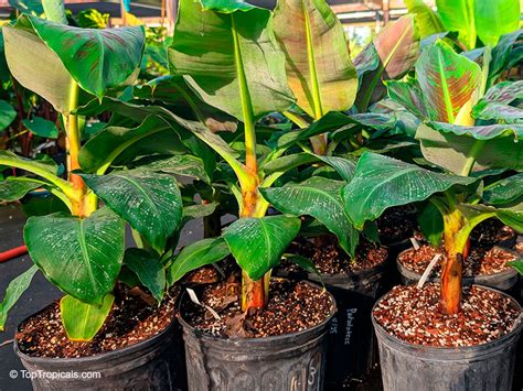 Musa Sp Truly Tiny Dwarf Banana Truly Tiny Top Tropicals Plant