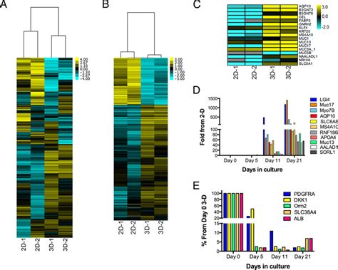 a hierarchical clustering heat map of genes expressed in 2 d or 3 d