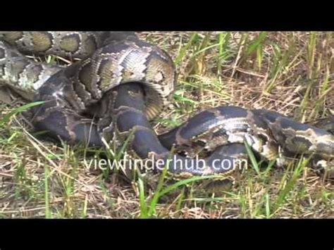 Intense Mating Of Indian Python YouTube