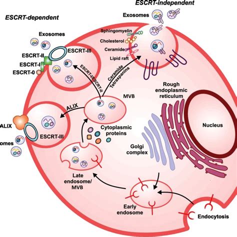 Pdf Inside Sight Of Tiny Communicator Exosome Biogenesis Secretion And Uptake