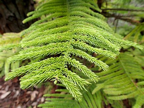 무료 이미지 분기 잎 꽃 녹색 상록수 식물학 전나무 구과 식물 가문비 관목 식물 줄기 우디 식물 온화한 침엽수 림 육상 식물 양치류와 말꼬리