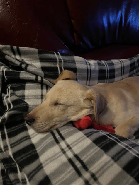 ცხოველთა გადარჩენის ცხოველთა გადარჩენის სახალხო ფრონტი