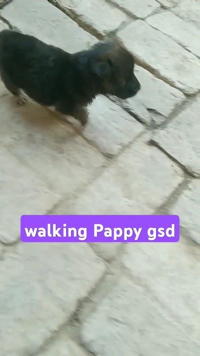 German shepherd Pappy morning walking 😄😂🍼🐕#germanshepherd #shortsviral #shorts #viral - YouTube