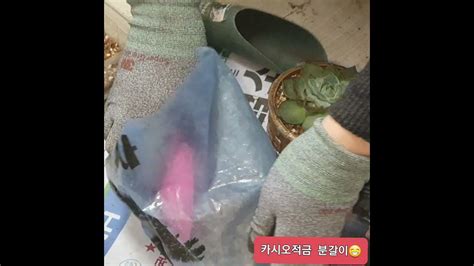 카시오적금 분갈이♡♡ Youtube