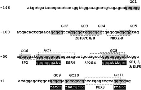 gc sequences in the as3mt promoter region nucleotides are negatively