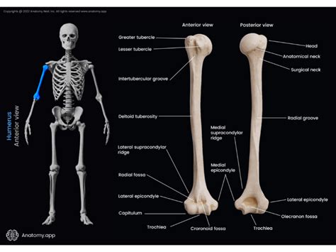 Humerus Encyclopedia Anatomy App Learn Anatomy 3d Models Articles And Quizzes
