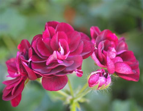 ফুলের ছবি সুন্দর সুন্দর পিক