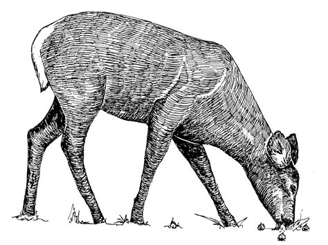 Illustrations Of Line Art