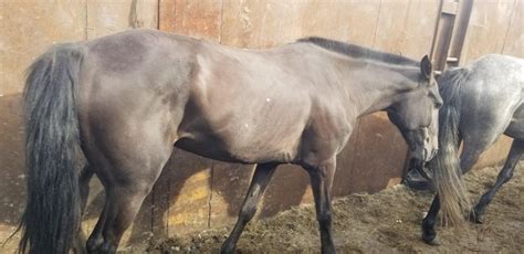 Уяач Л Цандэлэг тэргүүтэй хил гаалиар хууль бусаар наймаа хийгчид хариуцлагын салхи оронгуут