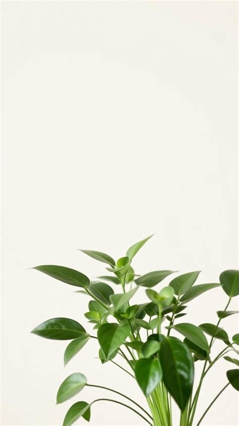 Эстетичный фон с растением в бежевых тонах · Обои на телефон по ссылке в 2025 г Растения Обои