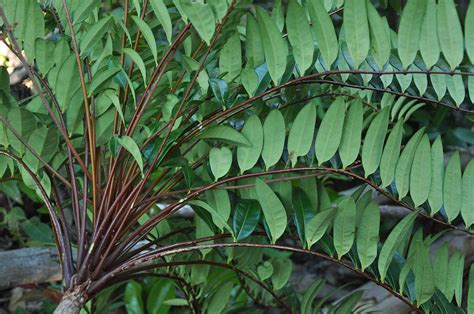 Eurycoma Lonolia Simaroubaceae