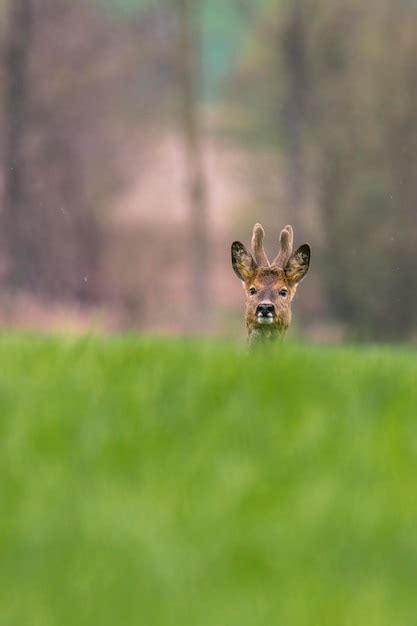 Premium Photo Portrait Of Grasshopper On A Field