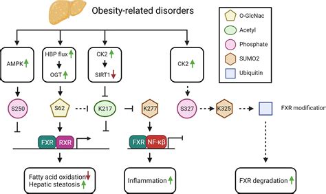 Frontiers Post Translational Modifications Of FXR Implications For