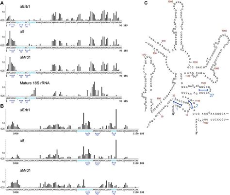 Shape Reactivity Pattern For The 5 And Central Regions Of The 18s Rrna