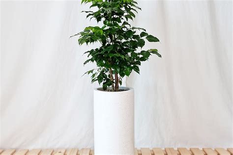식물 녹보수 대리석패턴 화이트 원형화분 오늘의집 쇼핑