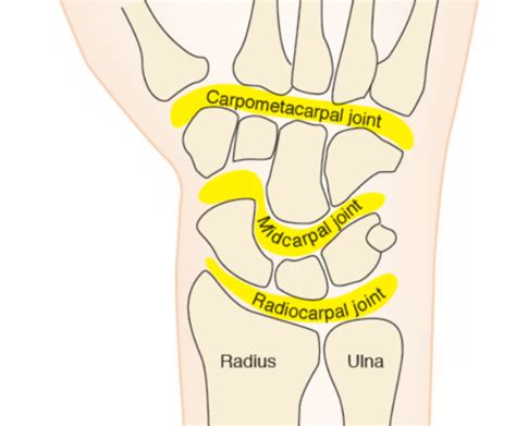 Carpometacarpal Joint Anatomy