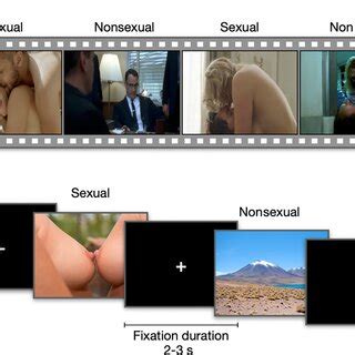 Brain Regions Responding To Sexual Content In The Film Clips A And Download Scientific