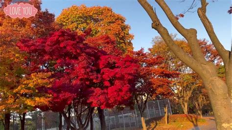 단풍이 이쁘게 물들었어요 Youtube