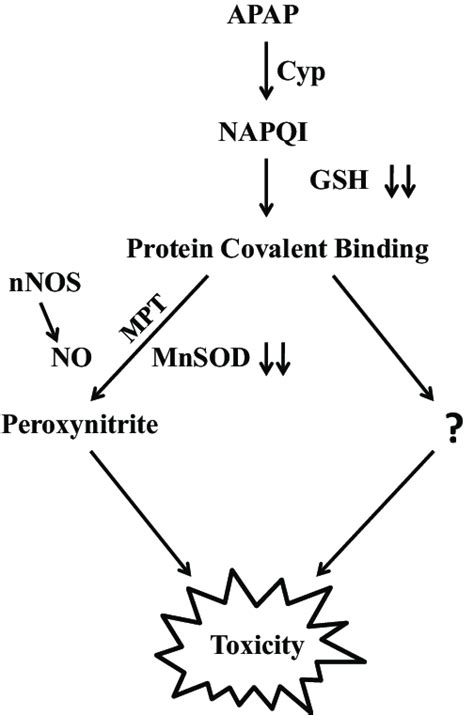 Postulated Mechanism Of APAP Toxicity Download Scientific Diagram