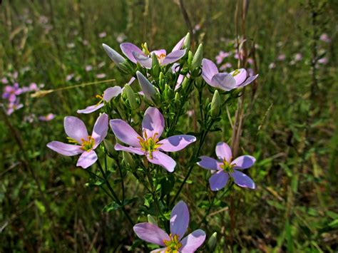 Sabatia Angularis Gentianaceae