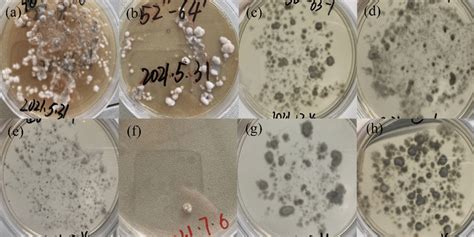 The Colonial Morphology Of Strain In Pda Medium A Was Mutant 55 B