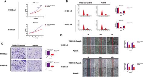 Thrombospondin 1 Overexpression Thbs1 Oe Can Counteract The