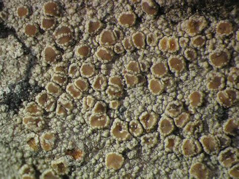 Lecanora Leprosa Fée Azorean Biodiversity Portal