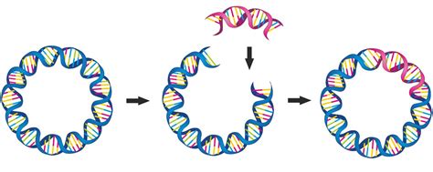 Plasmid Dna