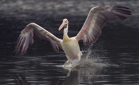 Spot Billed Pelican Landing Debadityo Sinhas Blog