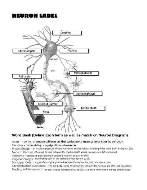 Neuron Label Anatomy Neuron Label Word Bank Define Each Term As