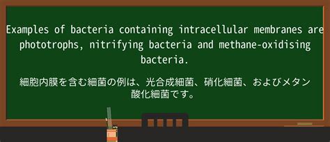【英単語】nitrifying Bacteriaを徹底解説！意味、使い方、例文、読み方