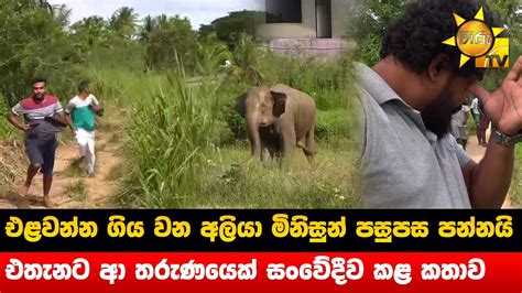 එළවන්න ගිය වන අලියා මිනිසුන් පසුපස පන්නයි එතැනට ආ තරුණයෙක් සංවේදීව කළ කතාව Hiru News Youtube