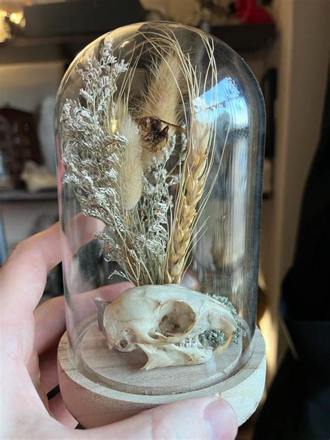 Displayed The Squirrel Skull I Found And Cleaned Rbonecollecting