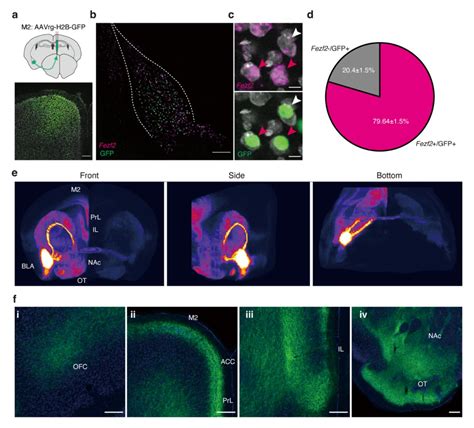 Rnascope Multiplex Fluorescent Reagent Kit V2 Advanced Cell Diagnostics Inc Bioz