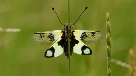 Szeged Hu Ritka Védett Rovar A Rablópille Is Megjelent Szegeden és